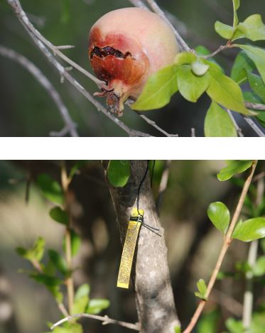آشنایی با روش های مبارزه تلفیقی با کرم گلوگاه انار ( Carob moth ) | نوتریکا